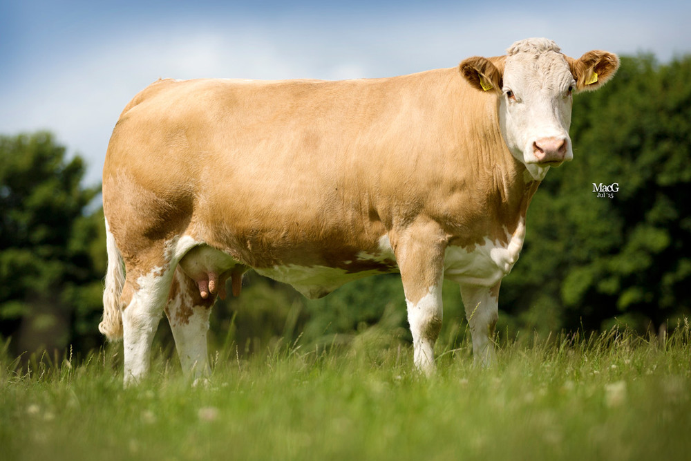Sale of the Complete Adult Portion of the Broombrae Herd on behalf of ...