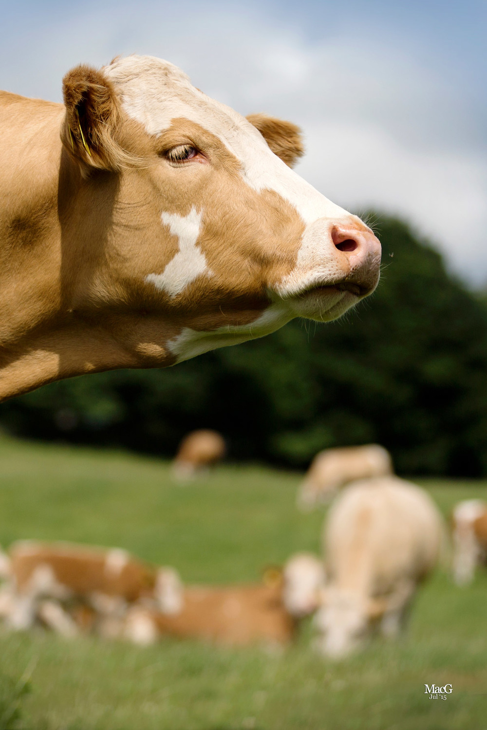 Sale of the Complete Adult Portion of the Broombrae Herd on behalf of ...