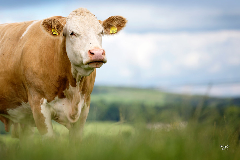 Sale of the Complete Adult Portion of the Broombrae Herd on behalf of ...