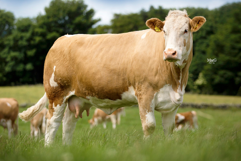 Sale of the Complete Adult Portion of the Broombrae Herd on behalf of ...