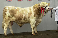 Simmentals sell to 2000gns at Carlisle - British Simmental Cattle Society
