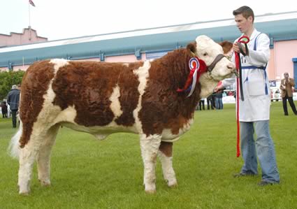 Balmoral Show - McDonald’s win first-ever Simmental championship ...