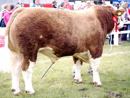 Show winning Simmental joins Semex UK stud - British Simmental Cattle ...