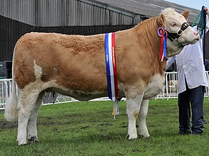 English National Simmental Show - East of England - British Simmental ...