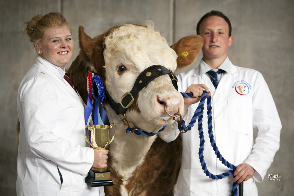 Bosahan herd wins Most Improved Herd Award for the Simmental breed for ...