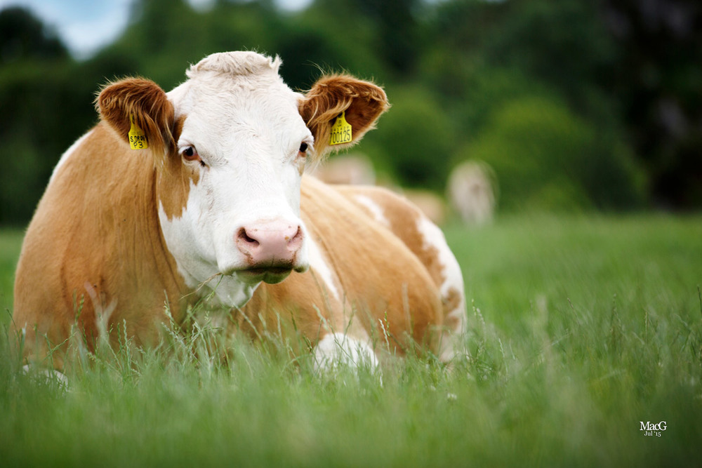 Sale of the Complete Adult Portion of the Broombrae Herd on behalf of ...