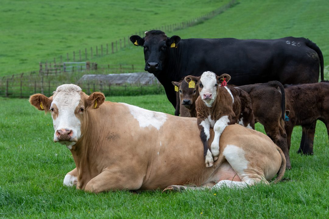 SIMMENTALS ARE WELL KNOWN FOR THEIR DOCILE, RELAXED MANNER - British ...