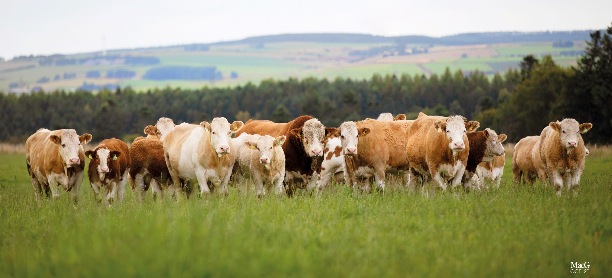 Commercial Carcase EBVs improving Productivity and Profitability ...