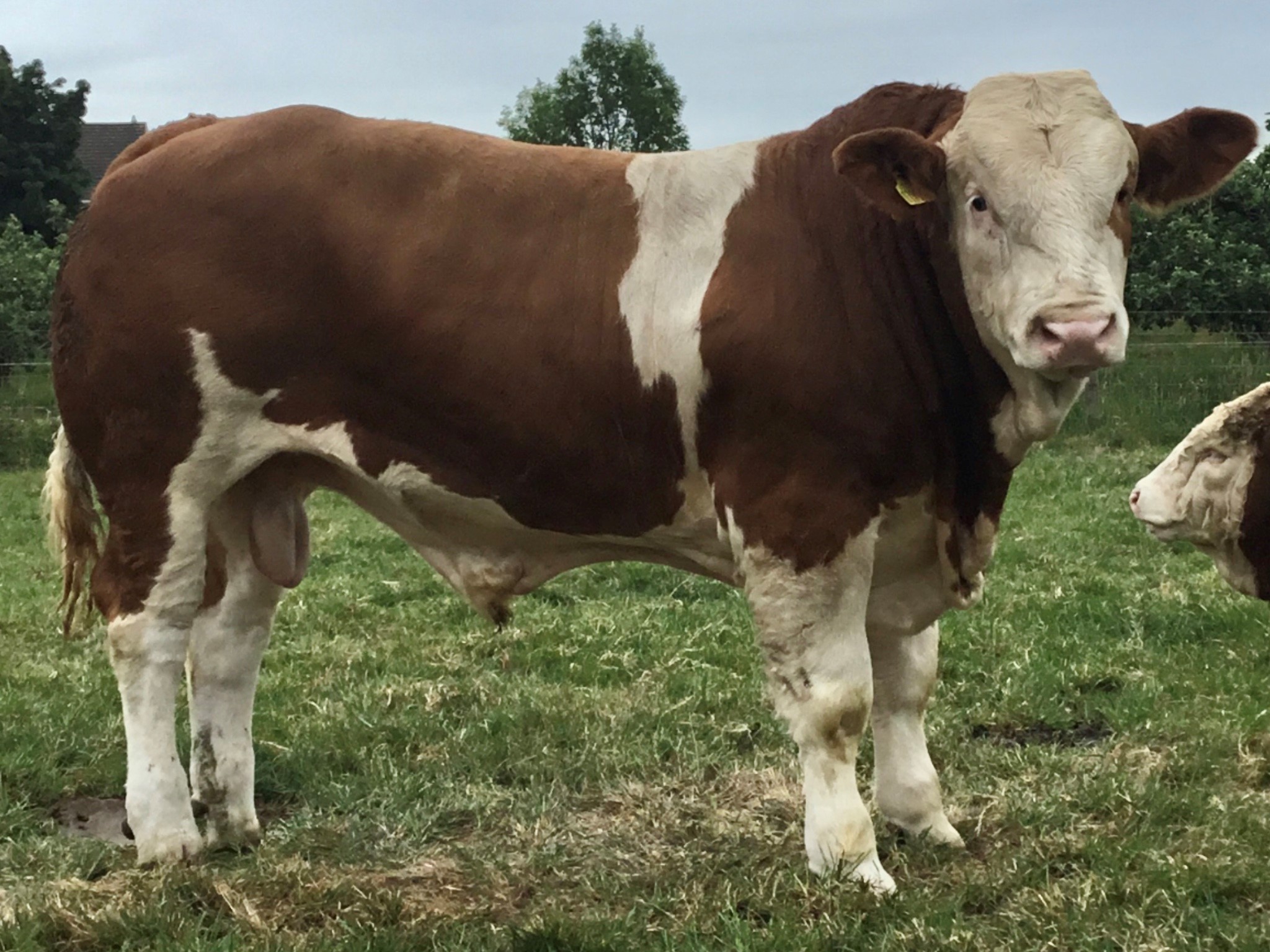 FIRST CLASS OF THE 2021 ‘VIRTUAL’ BRITISH SIMMENTAL SHOW OPENS THIS ...