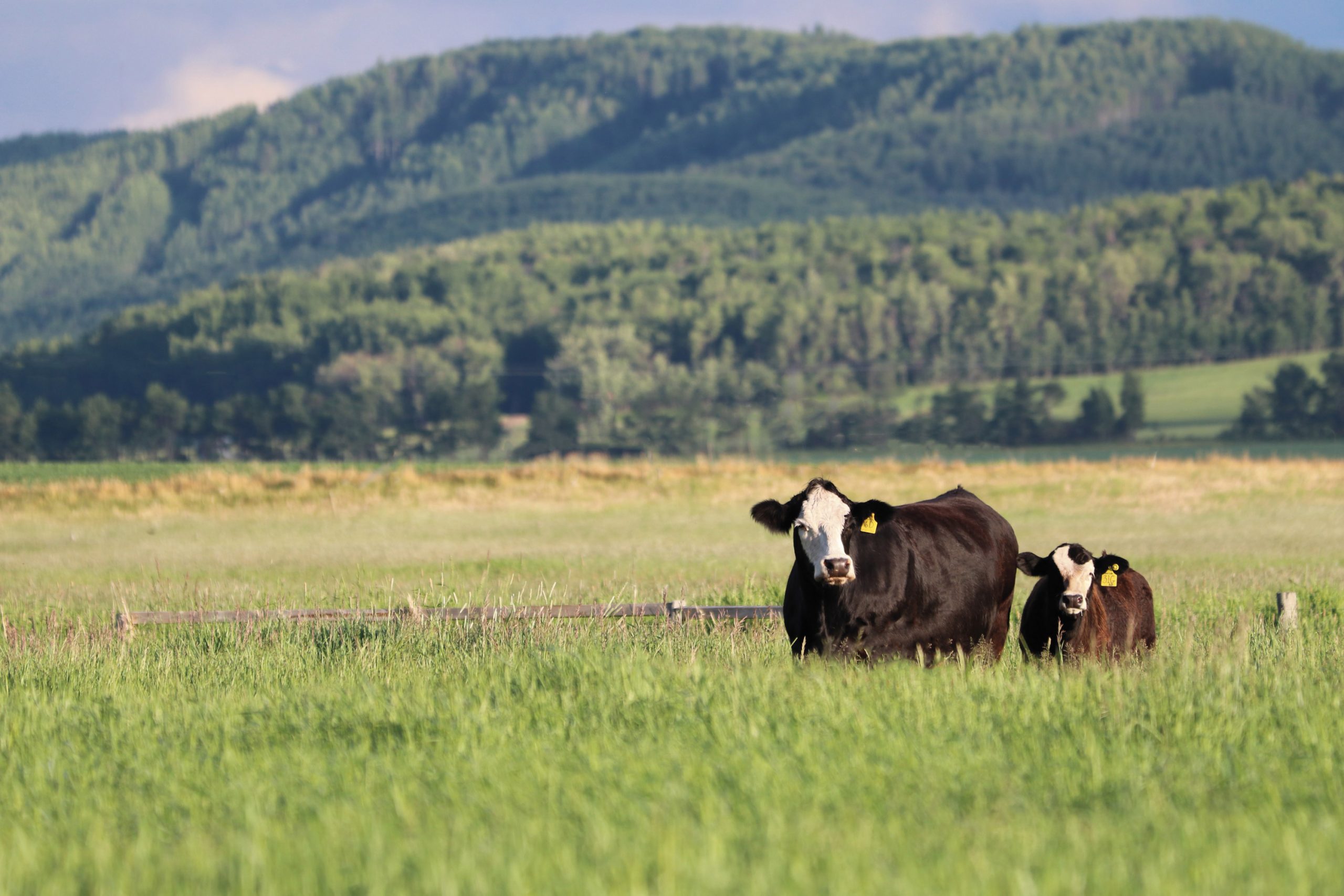 Simmentals the Continental Breed of Choice in Canada - British ...