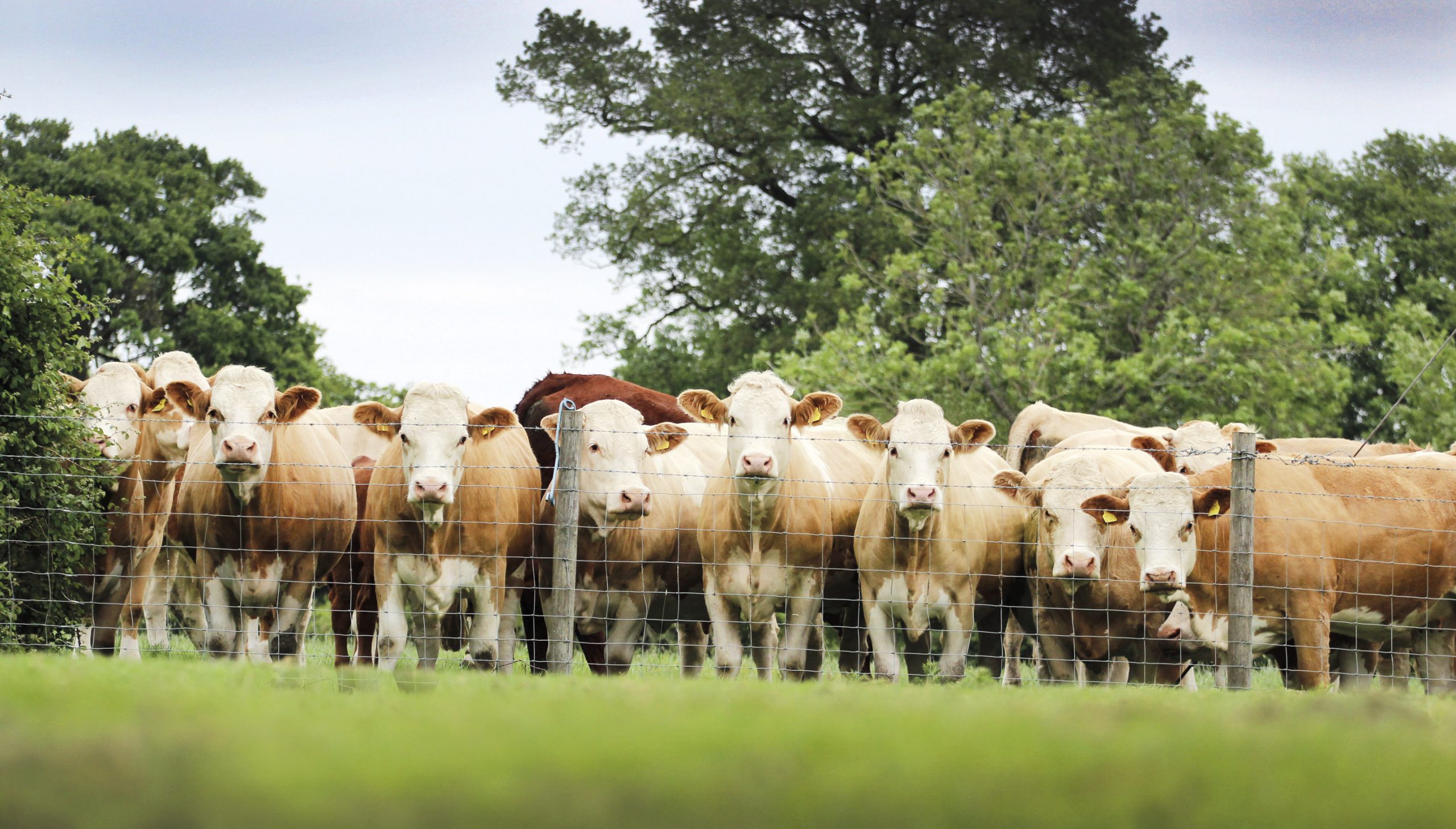 Sacombe Herd Celebrating 50 Years Of Simmental Breeding - British ...