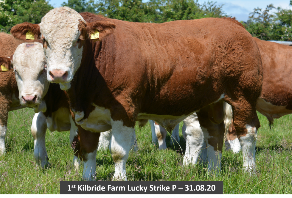 KILBRIDE FARM BULL ‘STRIKES IT LUCKY’ TO WIN THE FIRST CLASS OF THE ...