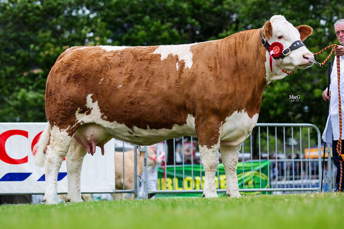 Royal Welsh Show - 22nd to 25th July 2019 - British Simmental Cattle ...