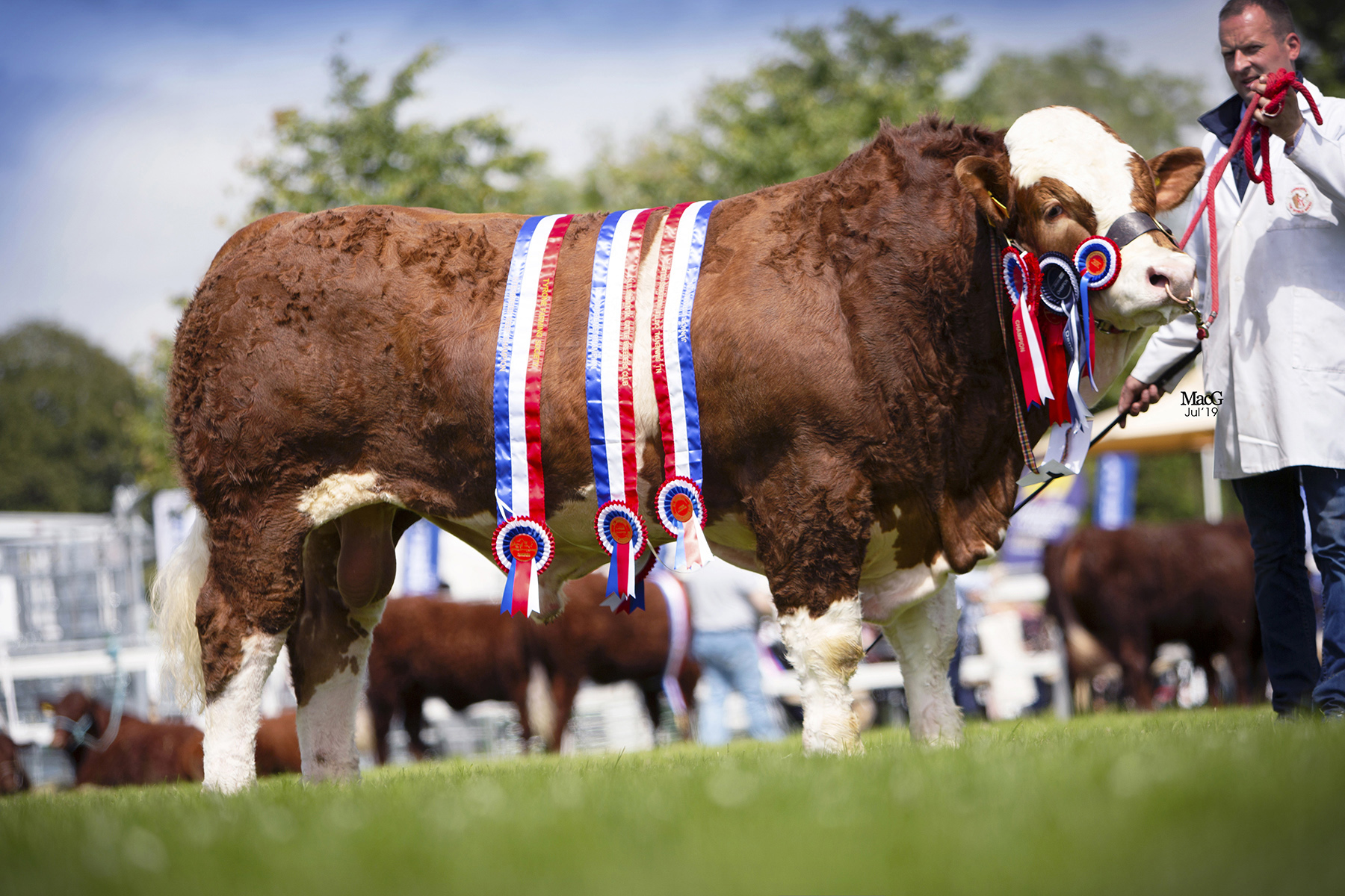 Northern Ireland National Show, Omagh 6th July 2019 - British Simmental ...
