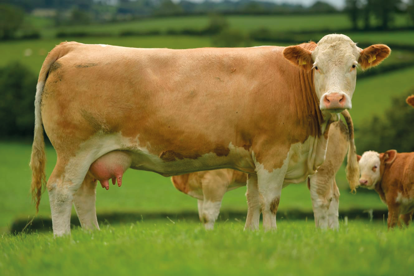 Optimising Cow Mature Weight - How Heavy Is Too Heavy? - British ...