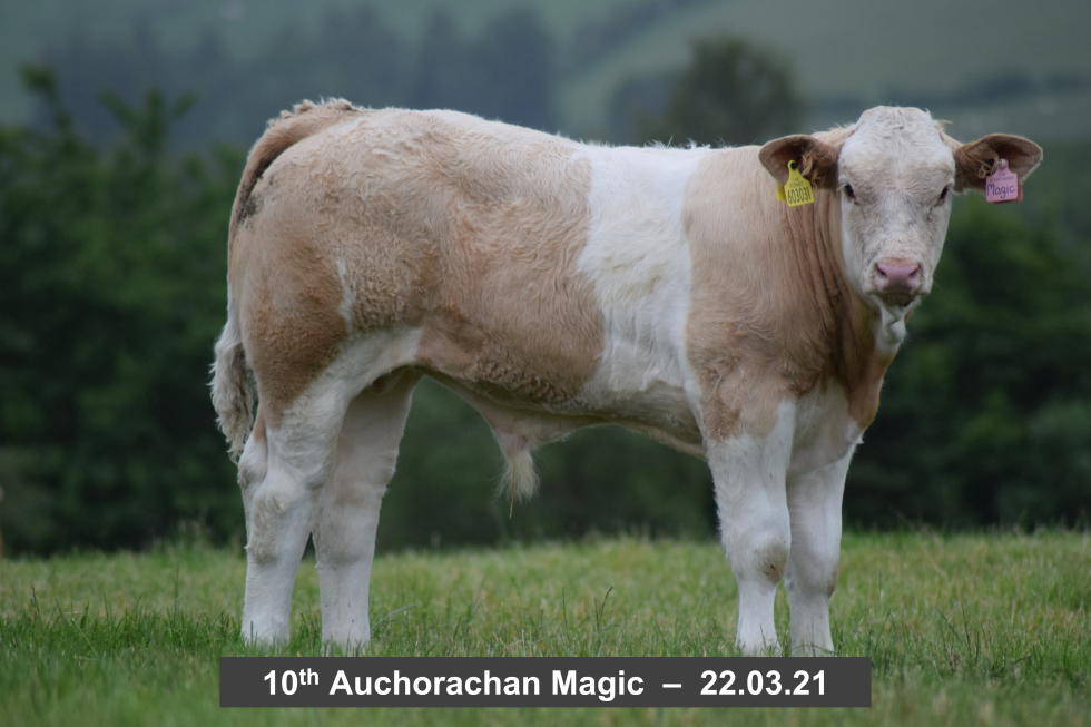 MERLIN ‘WEAVES HIS MAGIC’ FOR SCOTLAND HILL HERD IN YOUNG SIMMENTAL ...