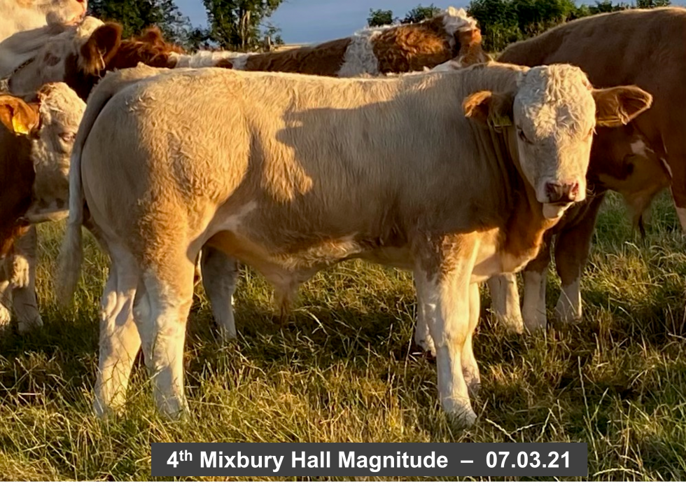 MERLIN ‘WEAVES HIS MAGIC’ FOR SCOTLAND HILL HERD IN YOUNG SIMMENTAL ...