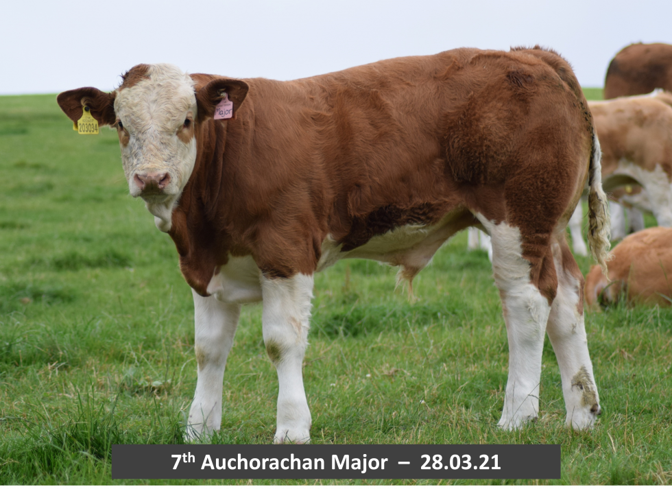 MERLIN ‘WEAVES HIS MAGIC’ FOR SCOTLAND HILL HERD IN YOUNG SIMMENTAL ...