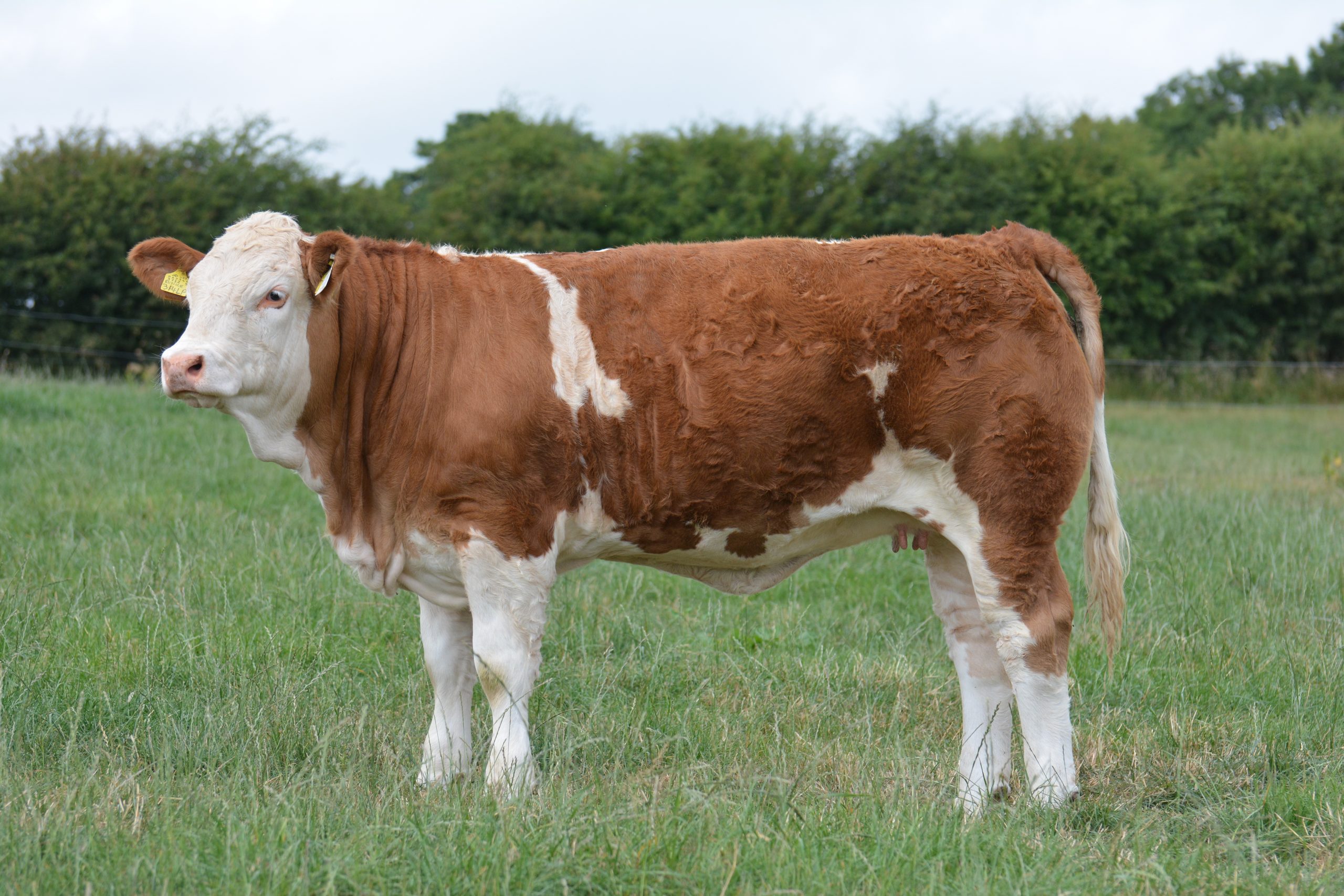 Simmental cheque presentation | British Simmental Cattle Society