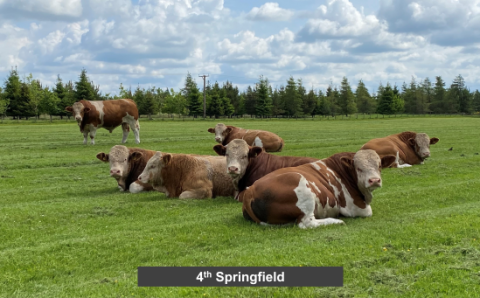 WINS FOR MIXBURY HALL AND EMMA STRONACH, ISLAVALE, IN THE FIRST TWO ...