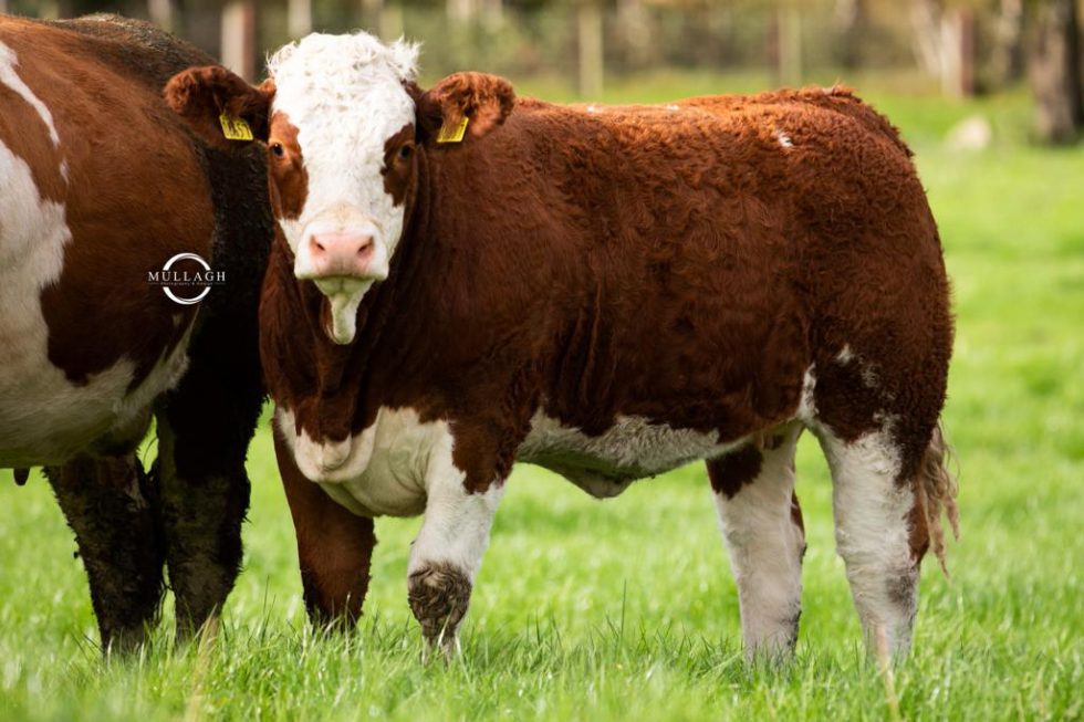 5400GNS RANFURLY HEIFER LEADS ‘SIMMENTAL SPECTACULAR’ SALE AT DUNGANNON ...