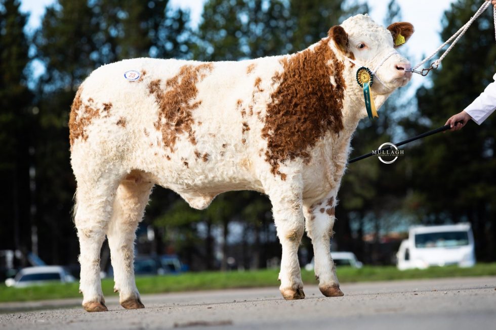 5400GNS RANFURLY HEIFER LEADS ‘SIMMENTAL SPECTACULAR’ SALE AT DUNGANNON ...