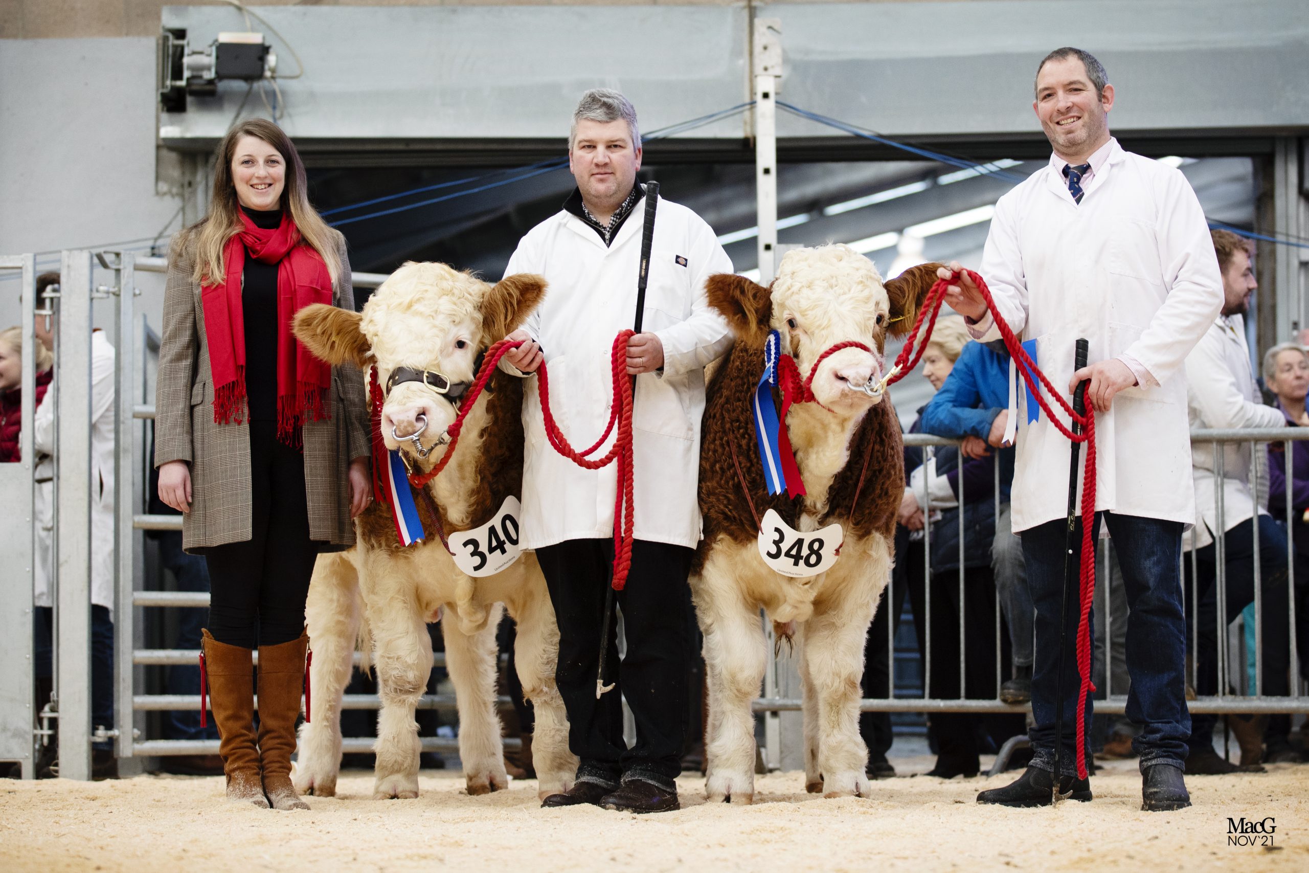 STRONG SHOW OF SIMMENTALS ‘SHINE BRIGHTLY’ AT STARS OF THE FUTURE ...