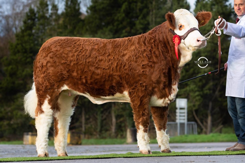 ‘IMPRESSIVE’ CHAMPIONS AT SIMMENTAL CALF SHOW - British Simmental ...