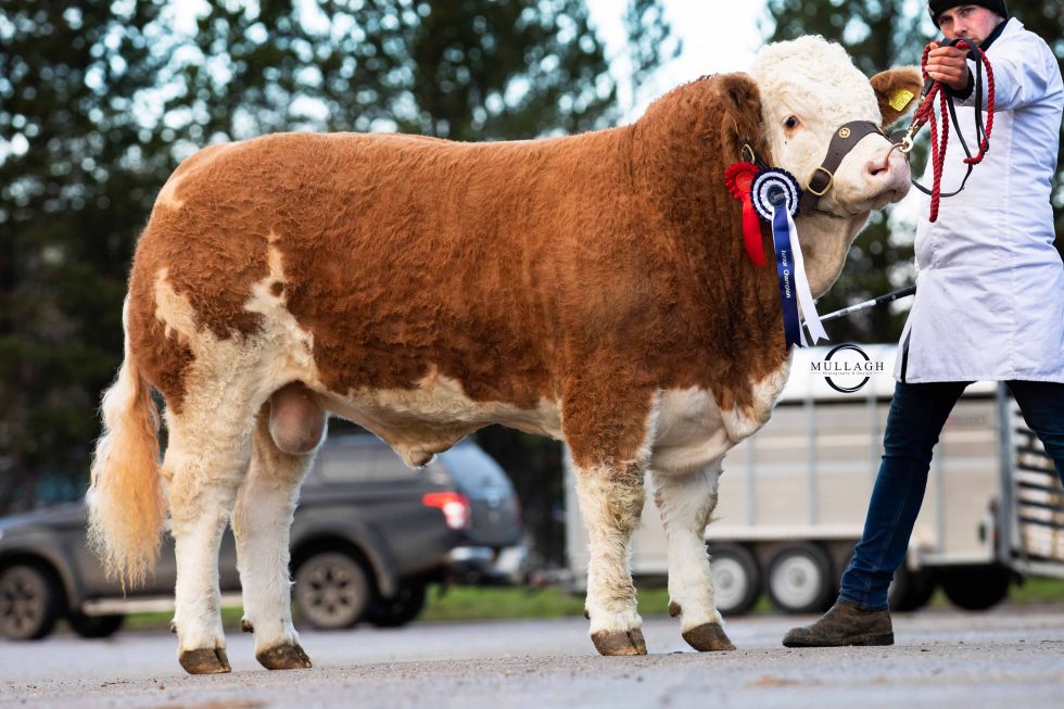 ‘IMPRESSIVE’ CHAMPIONS AT SIMMENTAL CALF SHOW - British Simmental ...
