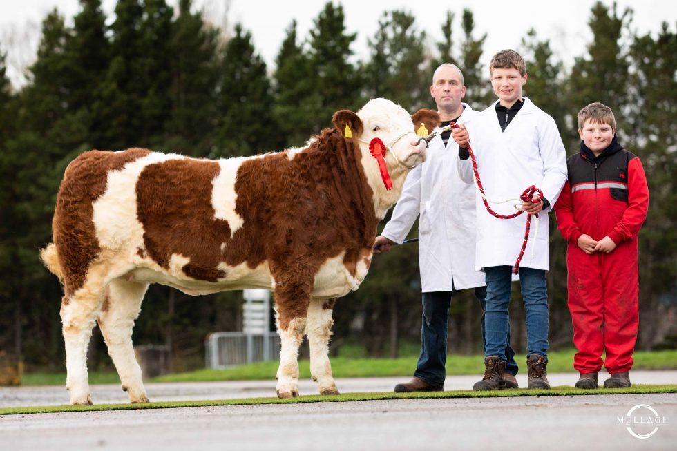 ‘IMPRESSIVE’ CHAMPIONS AT SIMMENTAL CALF SHOW - British Simmental ...