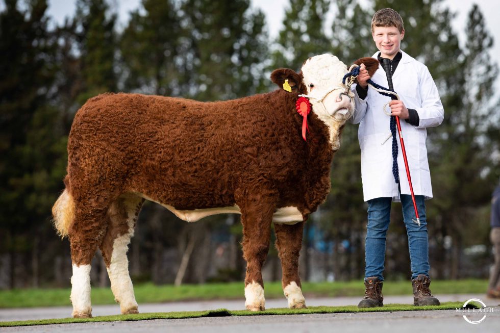 ‘IMPRESSIVE’ CHAMPIONS AT SIMMENTAL CALF SHOW - British Simmental ...