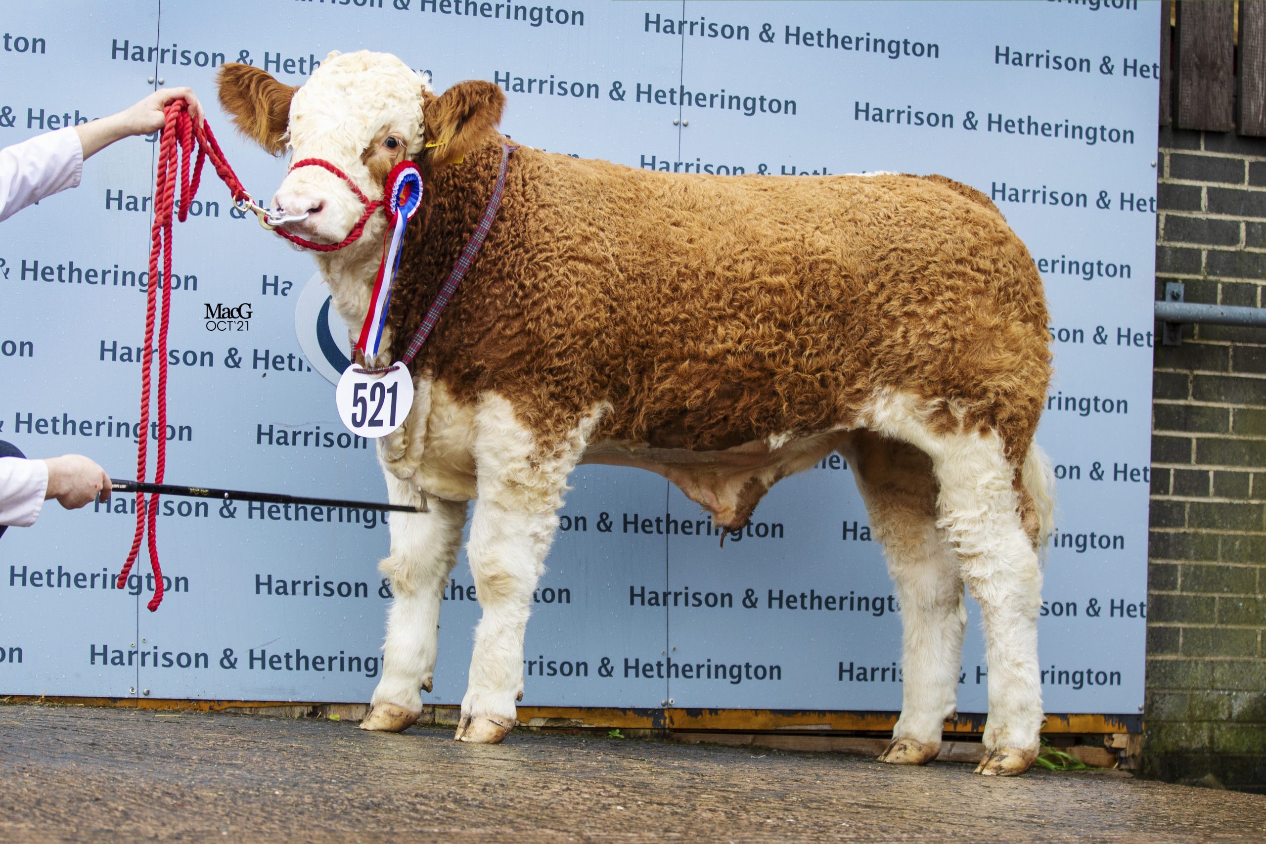 SPRINGFIELD IN ‘MAJOR’ WIN AT BORDERWAY AGRI EXPO SIMMENTAL CALF SHOW ...