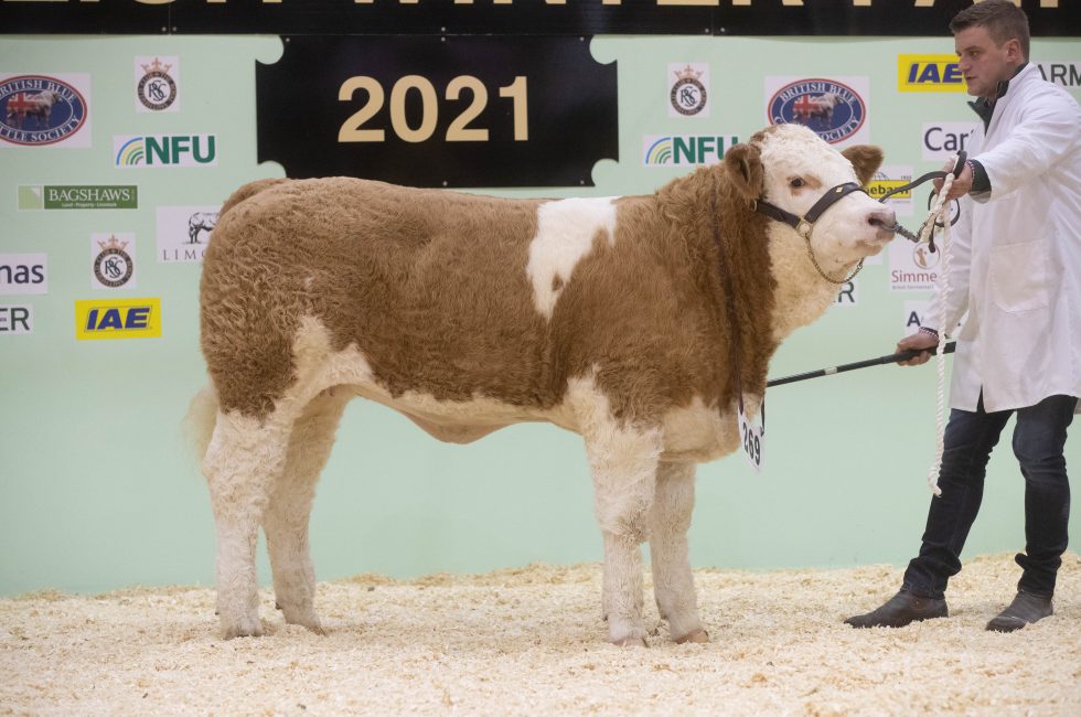 STOP PRESS: POPES SIMMENTALS CLAIM CHAMPIONSHIP ‘HAT-TRICK’ AT THE 2021 ...