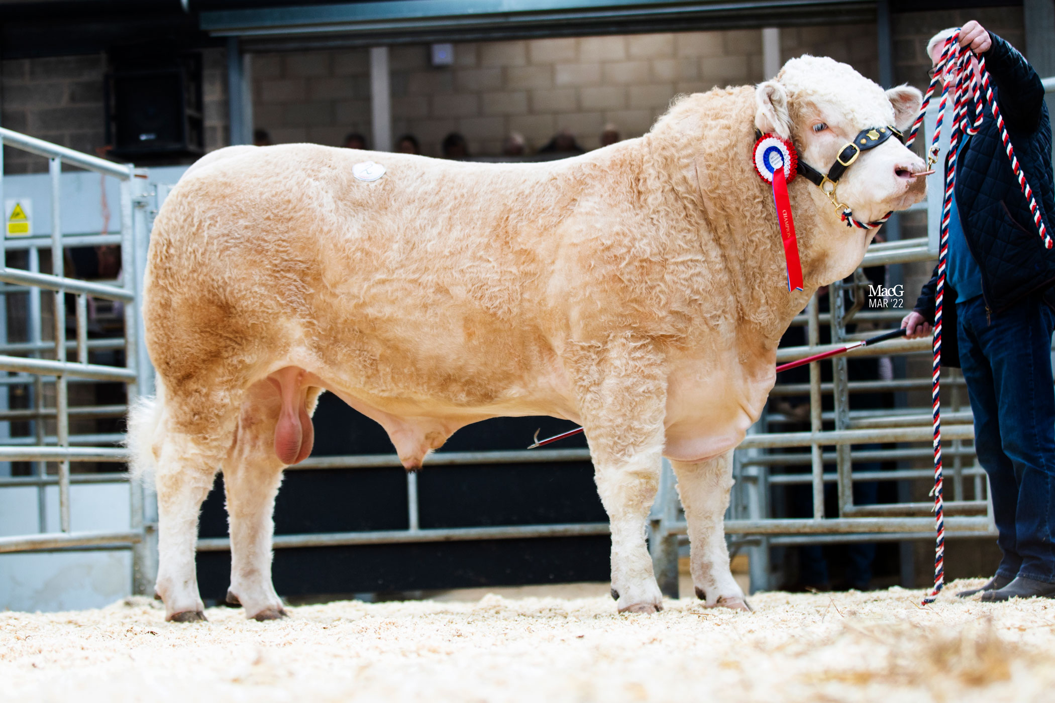 CADE MAVERICK SELLS FOR 5200GNS AT MELTON MOWBRAY - British Simmental ...