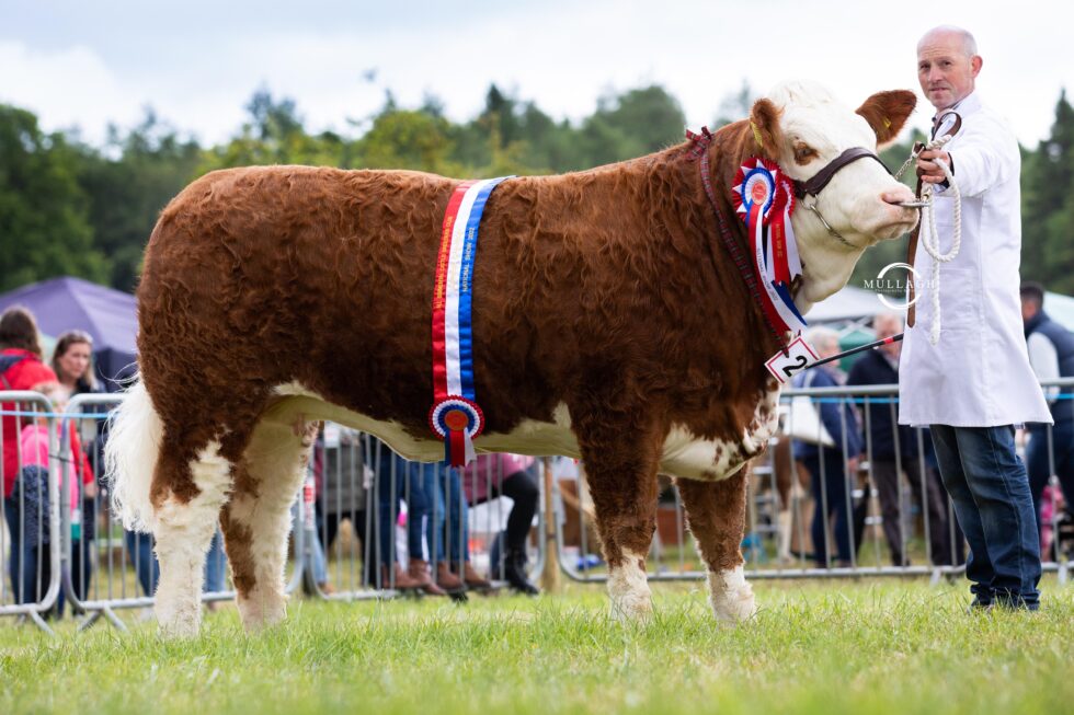 ‘ONCE IN A LIFETIME’ ASHLAND HEIFER WINS 2022 NI SIMMENTAL NATIONAL ...