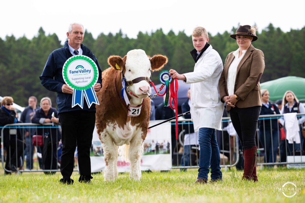 ‘ONCE IN A LIFETIME’ ASHLAND HEIFER WINS 2022 NI SIMMENTAL NATIONAL ...