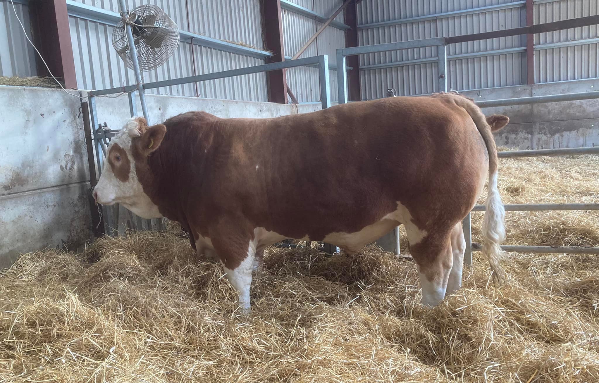 ROCKYTOP SIMMENTAL BULL SELLS TO £4000 AT DINGWALL - British Simmental ...