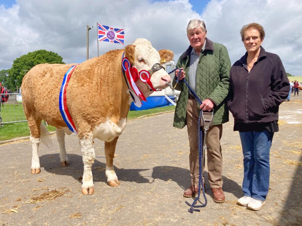 FIRCOVERT SIMMENTALS IN INTERBREED WINNING FORM AT SOUTH OF ENGLAND ...