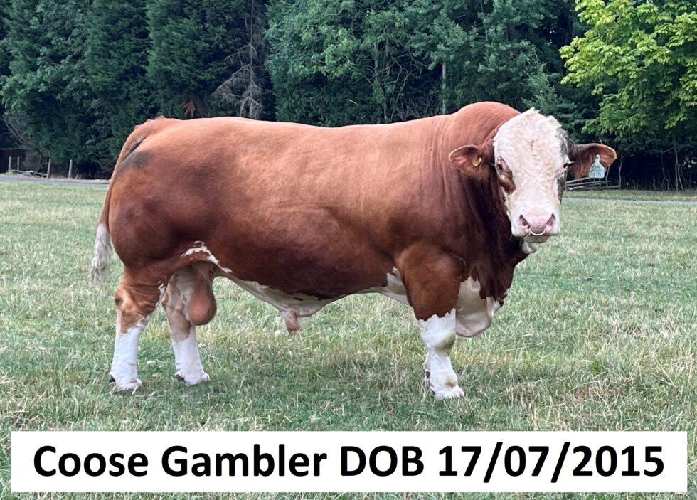 KINGPIN ‘STRIKES’ TO WIN CLASS FIVE OF THE 2022 SIMMENTAL VIRTUAL SHOW ...