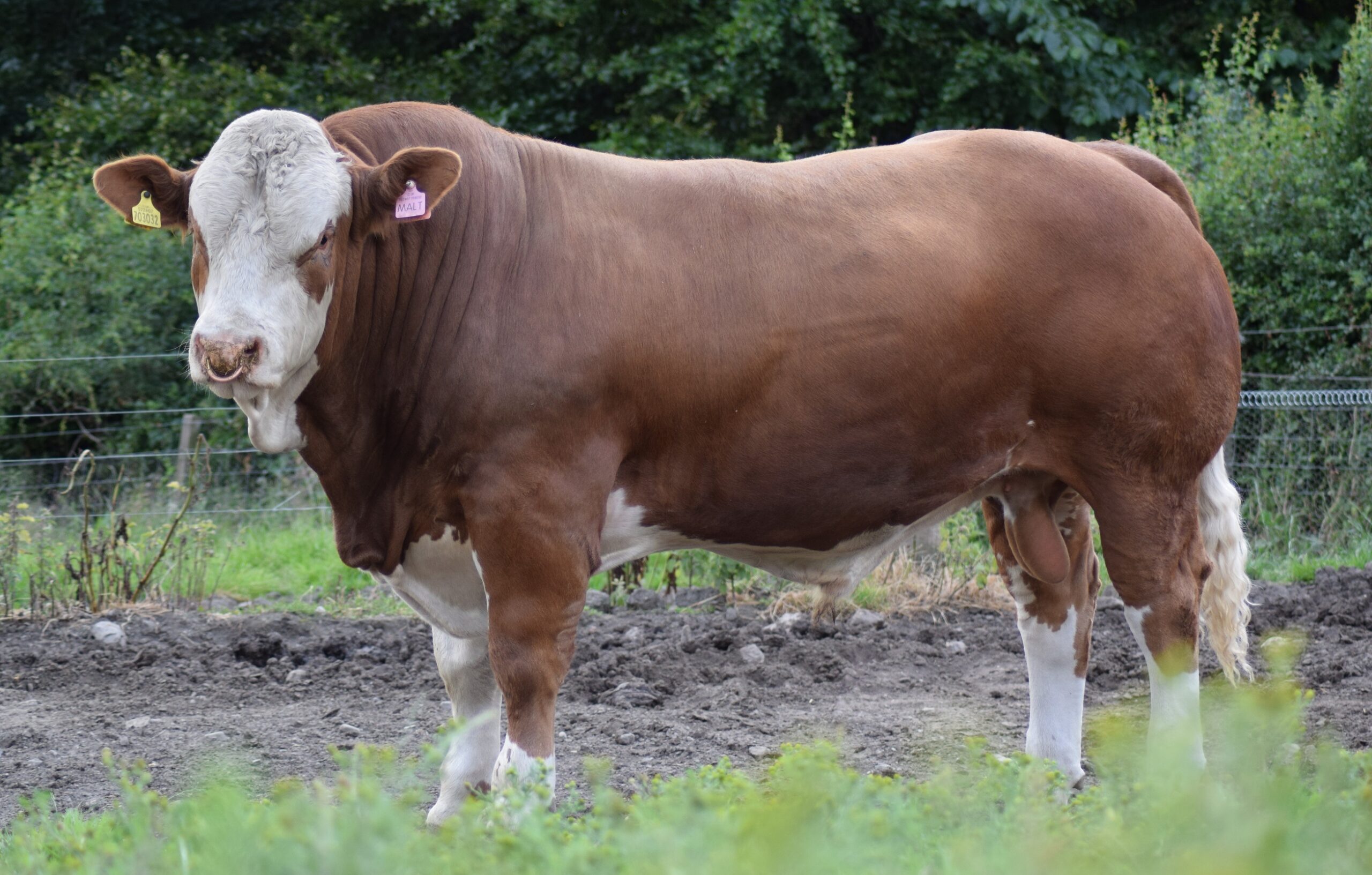 AUCHORACHAN MALT WINS THE 2022 SIMMENTAL ‘VIRTUAL’ SHOW MALE ...