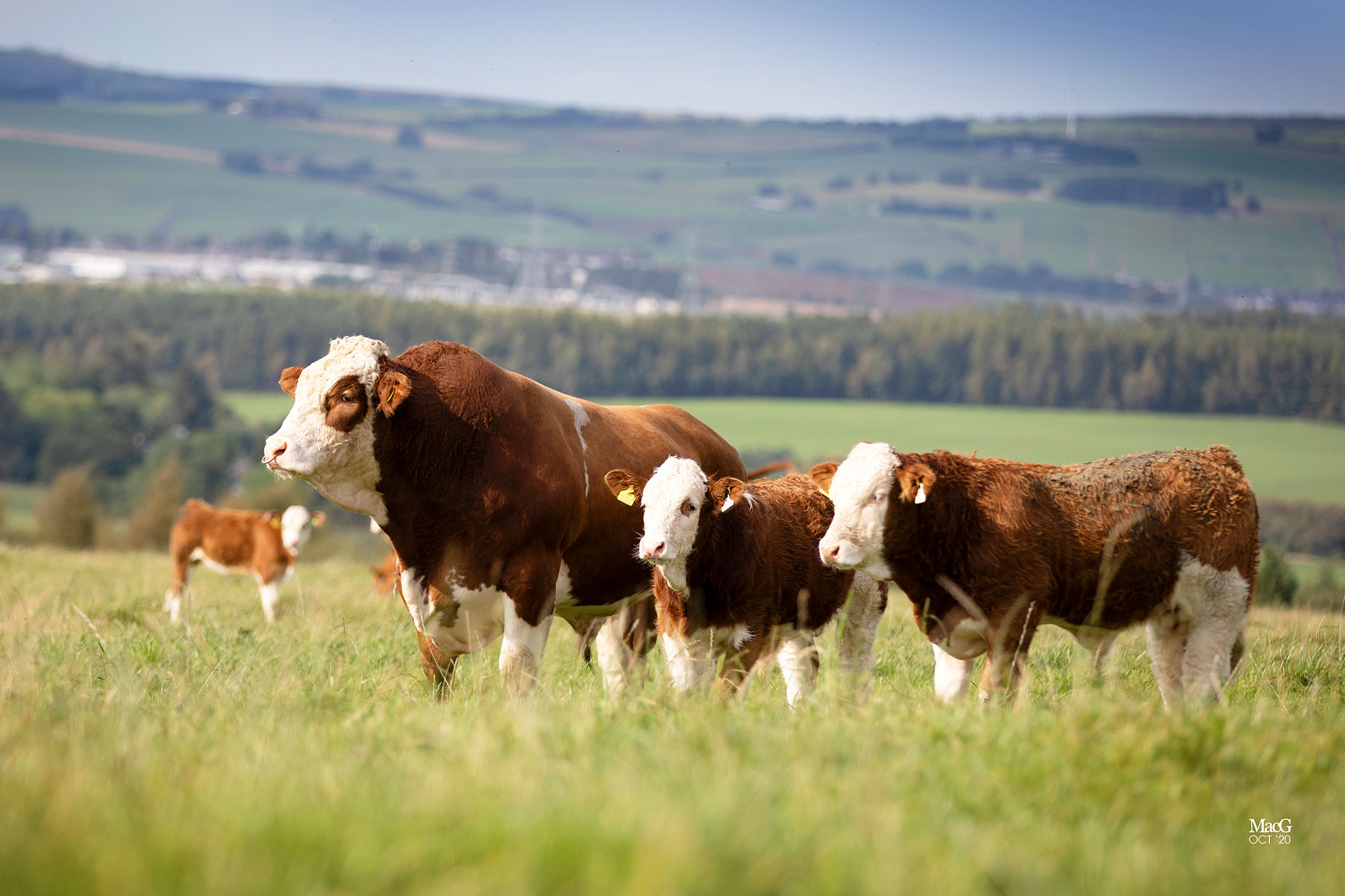 BRITISH SIMMENTAL PEDIGREE REGISTRATIONS & NOTIFICATIONS SURGE TO AN ...
