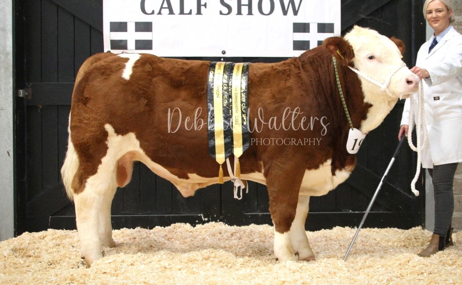 SIMMENTAL CHAMPION TREVERBYN NORMAN WINS ALL-BREEDS TITLE AT CORNWALL ...