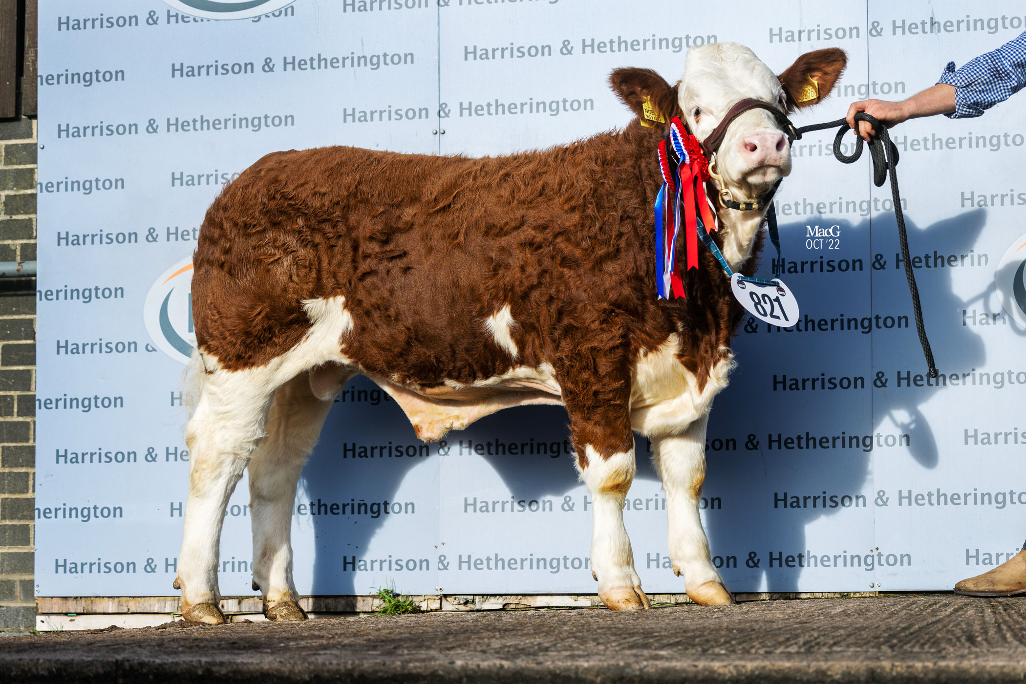 IT’S A ‘NOBLE WYNN’ FOR NEWBIEMAINS AT THE BORDERWAY SIMMENTAL CALF ...