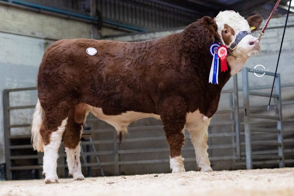 CORRICK MAJOR MARCHES TO 4800GNS TOP PRICE AT THE AUTUMN NORTHERN ...