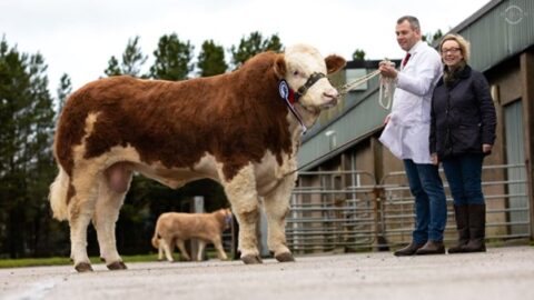 COOLCRAN AND LISGLASS CALVES LEAD THE WAY AT NI SIMMENTAL CALF SHOW ...