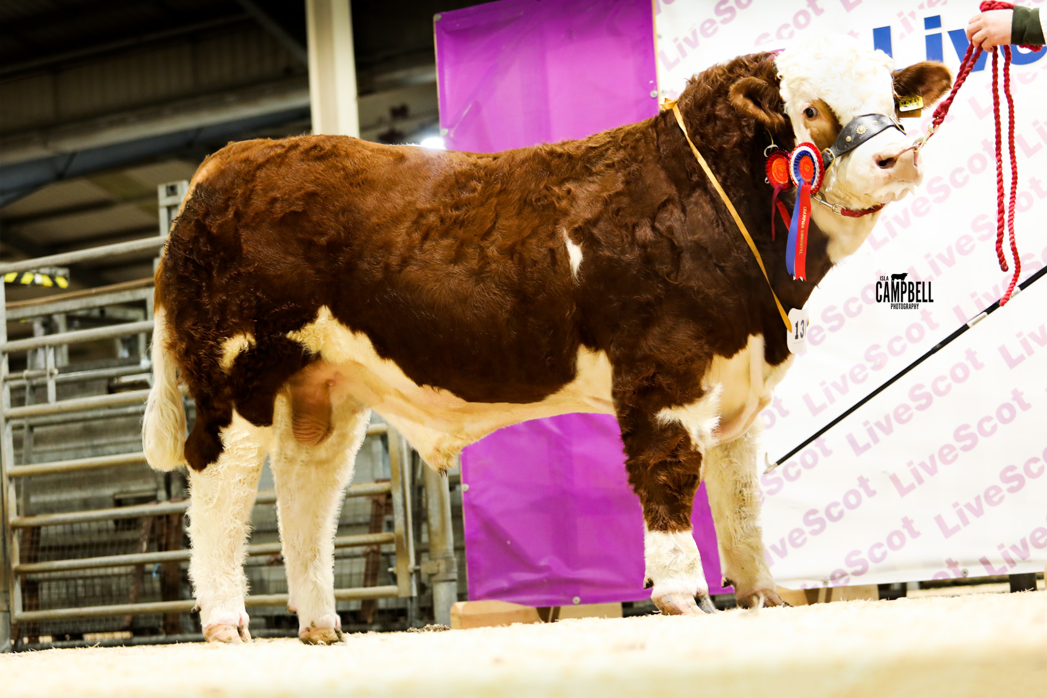 SPRINGFIELD MOSS IS ‘THE BOSS’ AT LIVESCOT PEDIGREE CALF SHOW - British ...