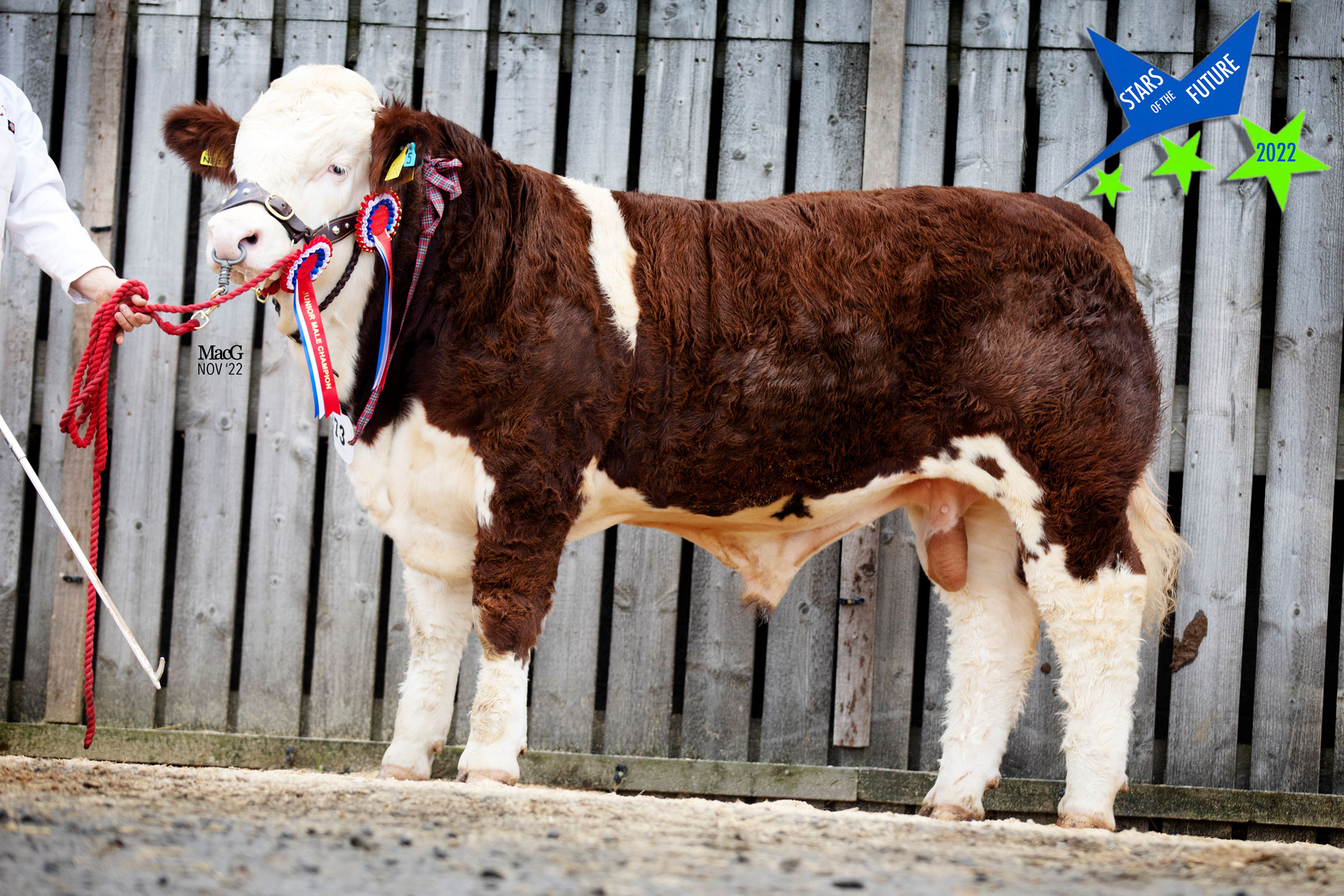 QUALITY SIMMENTAL CALVES ‘A STAR TURN’ AT STIRLING - British Simmental ...