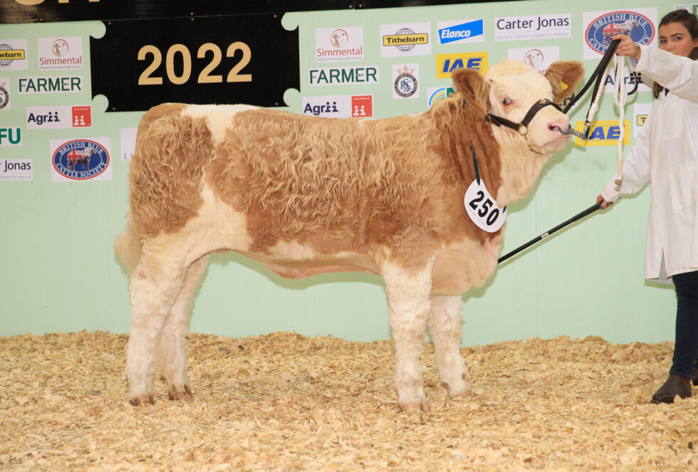POPES WEIKELS NADINE WINS SIMMENTAL CALF SHOW AT THE ENGLISH WINTER ...