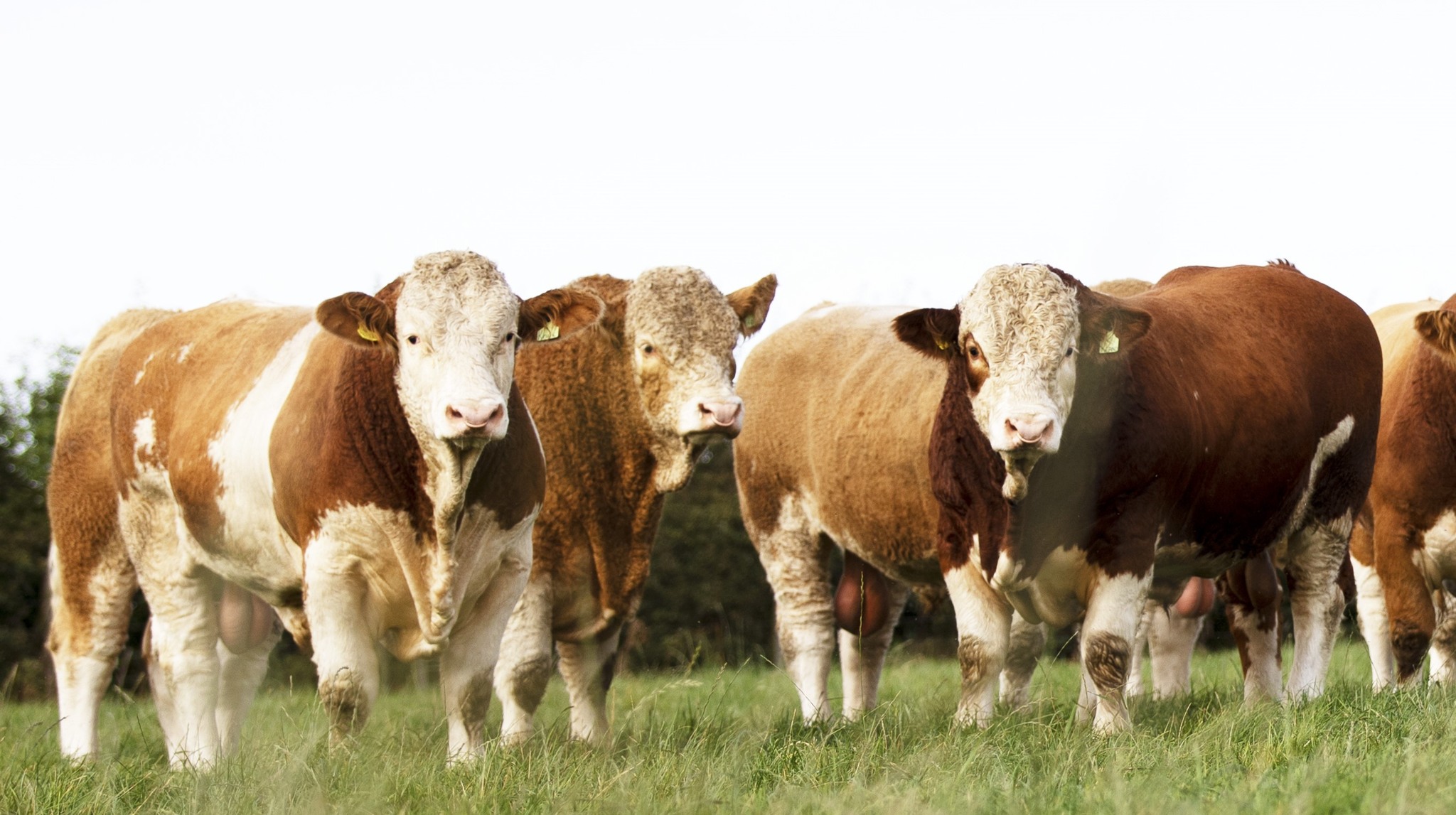 SIMMENTALS CONTINUING TO TOP COMMERCIAL MARKETS AROUND THE UK INCLUDING ...