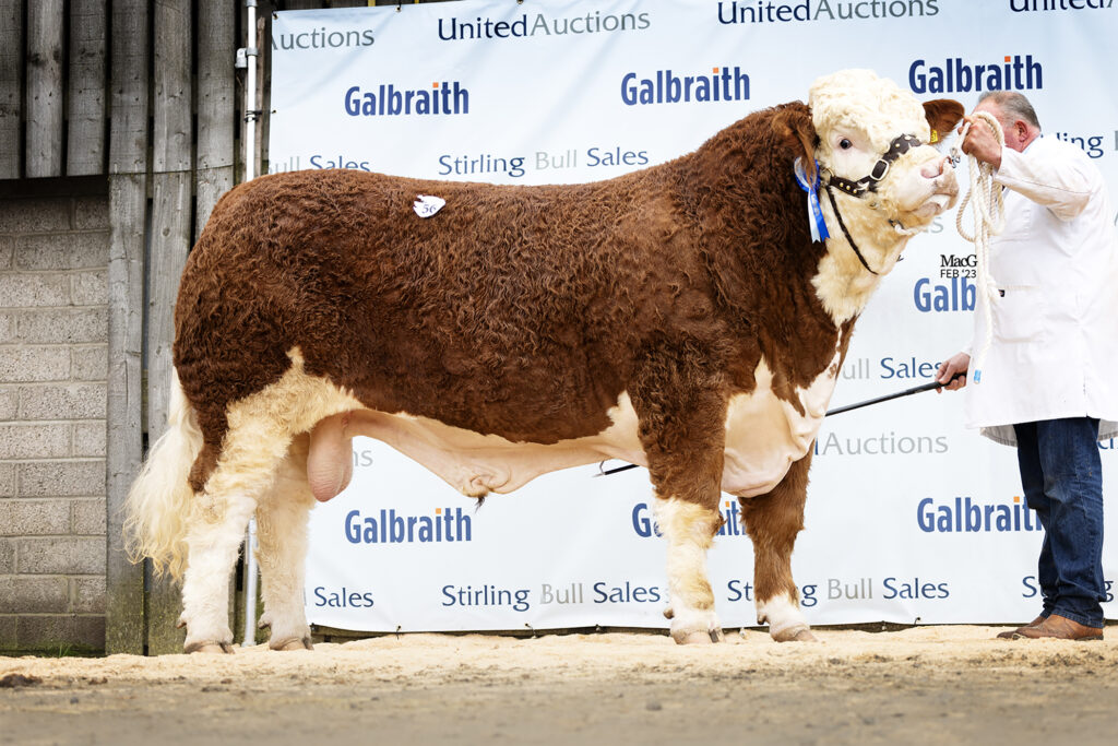 28,000GNS BANNHILL FARM BULL LEADS THE WAY AT STIRLING AS STRONG ...